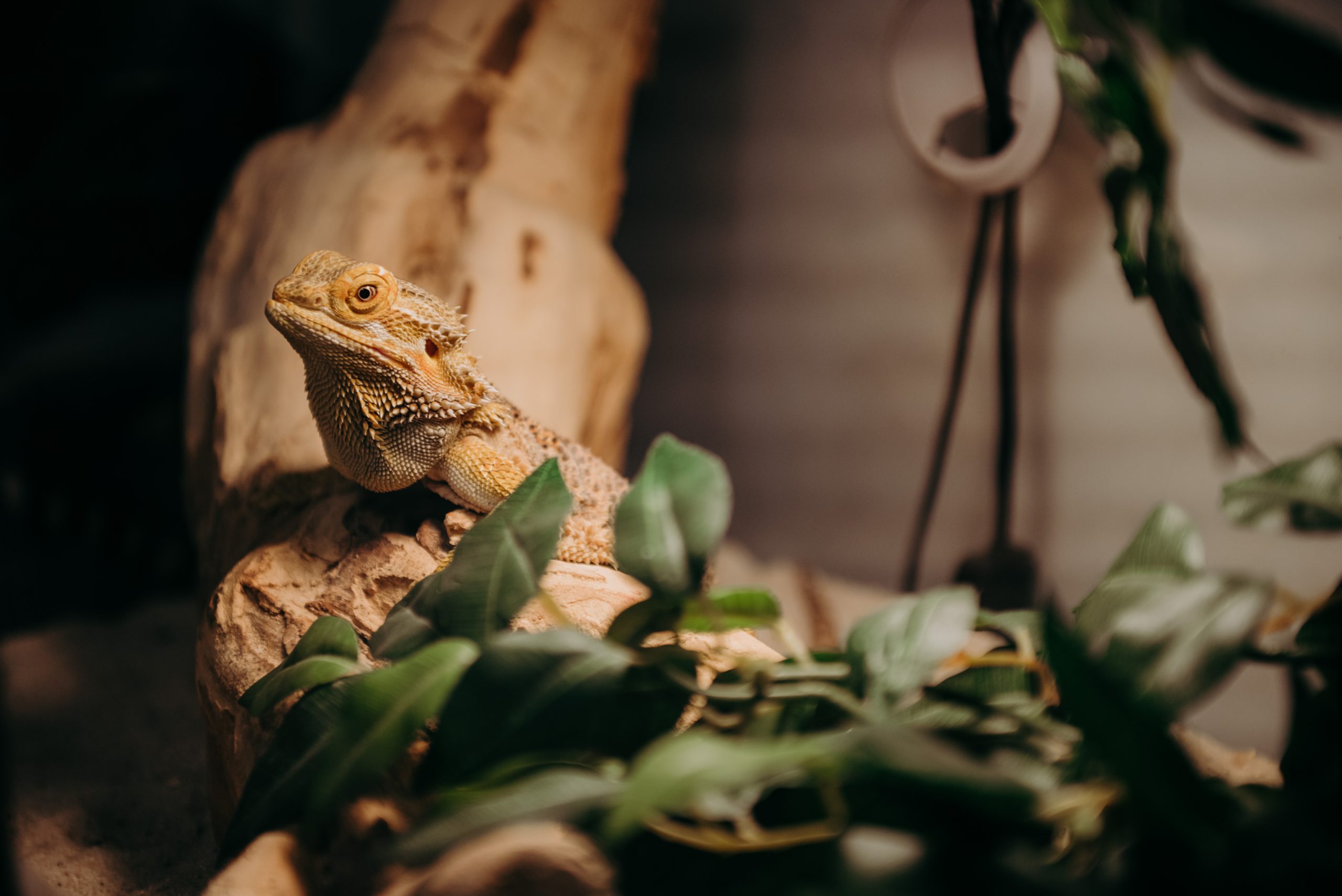 Agama brodata – hodowla, charakterystyka, pielęgnacja | Kreatywna.pl