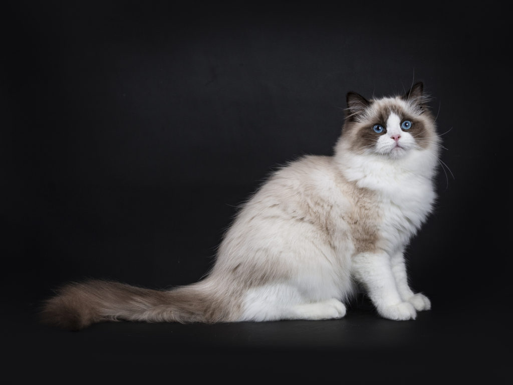 Ragdoll, czyli najpopularniejsza (obecnie) kocia rasa | Kreatywna.pl